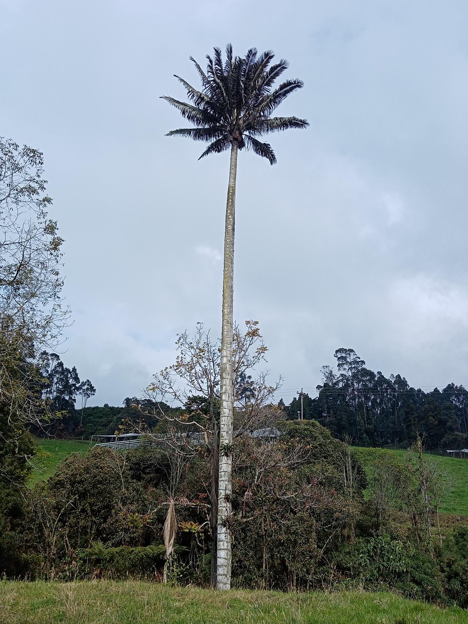 Wax Palm Nature Facatativá - Free photo on Pixabay - Pixabay