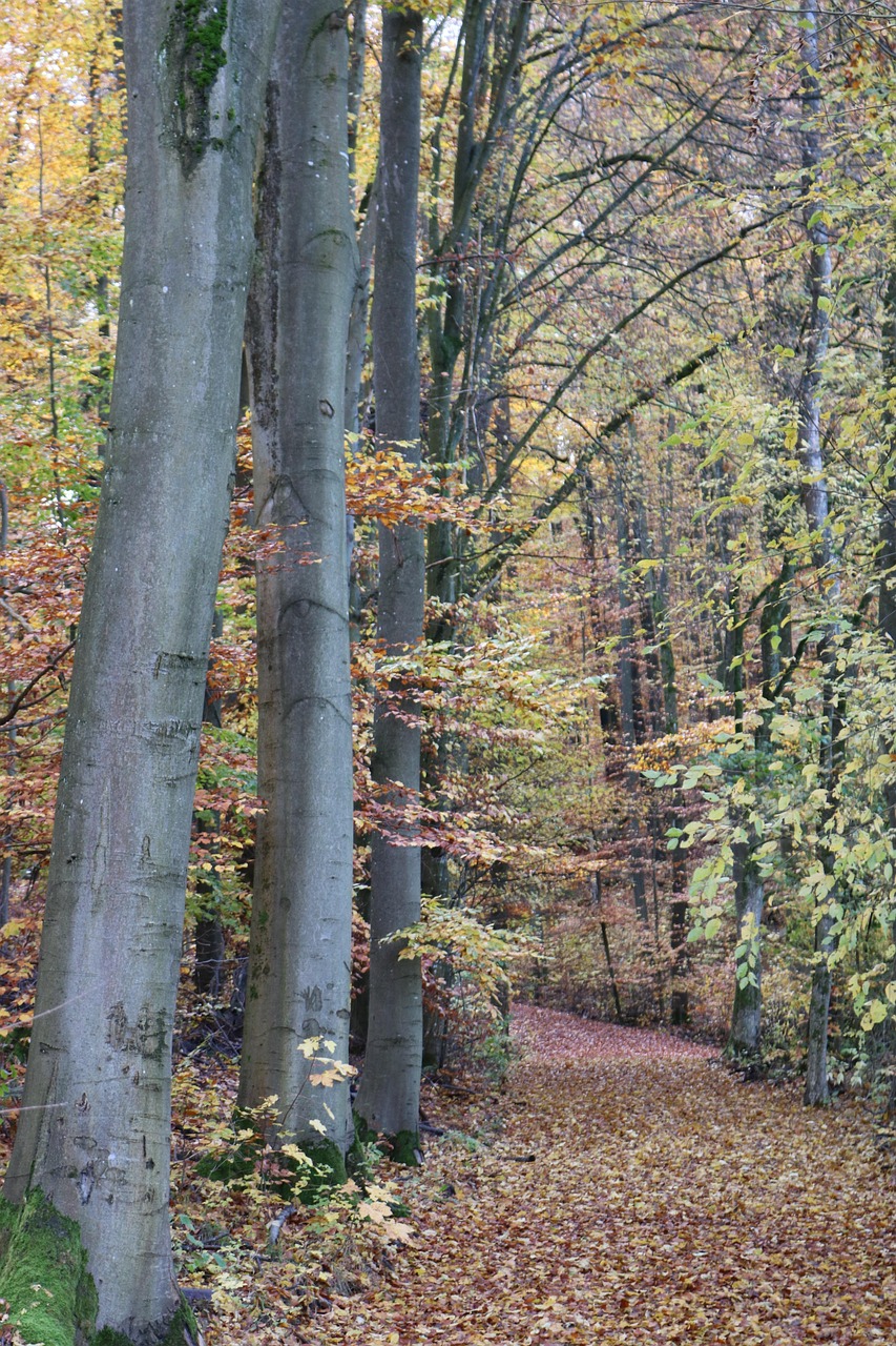 Forêt Des Arbres La - Photo gratuite sur Pixabay - Pixabay