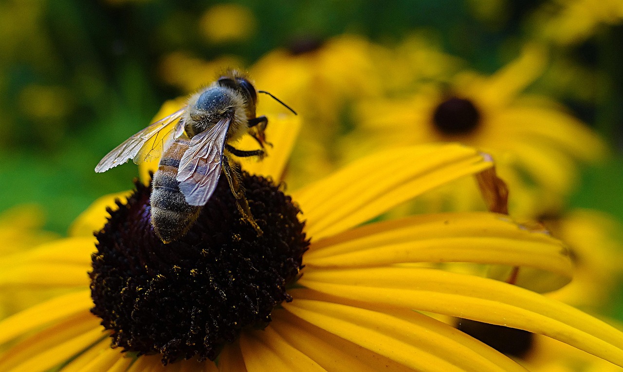 Abeille Susan Aux Yeux Noirs - Photo gratuite sur Pixabay - Pixabay