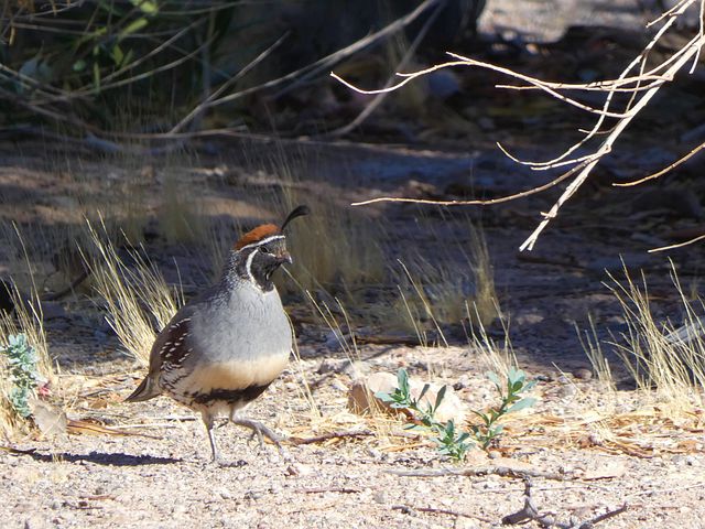 200+ Free Quail & Quail Eggs Images - Pixabay