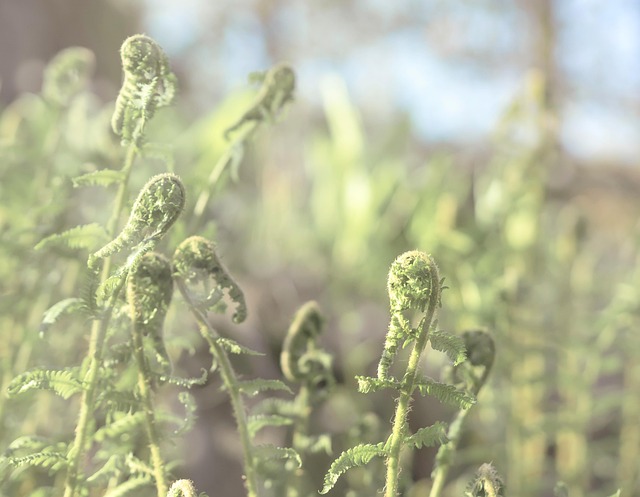 Samambaia Planta Espiral - Foto gratuita no Pixabay - Pixabay