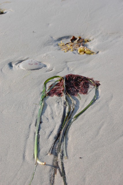 Strand Blad - Free photo on Pixabay - Pixabay