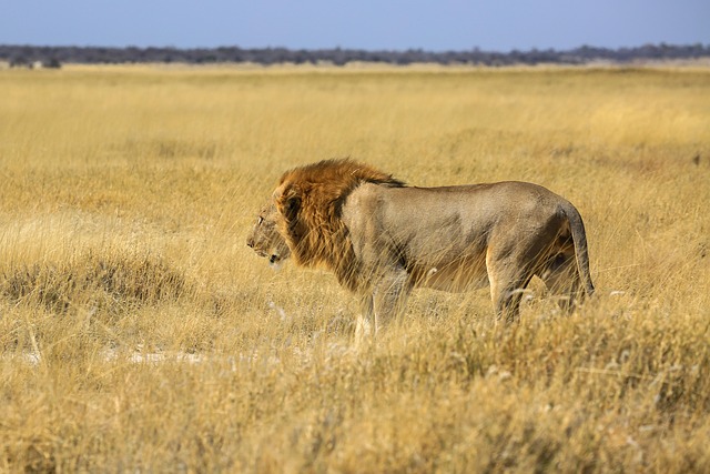 Page 30 - 6,000+ Free Lion & Nature Photos - Pixabay