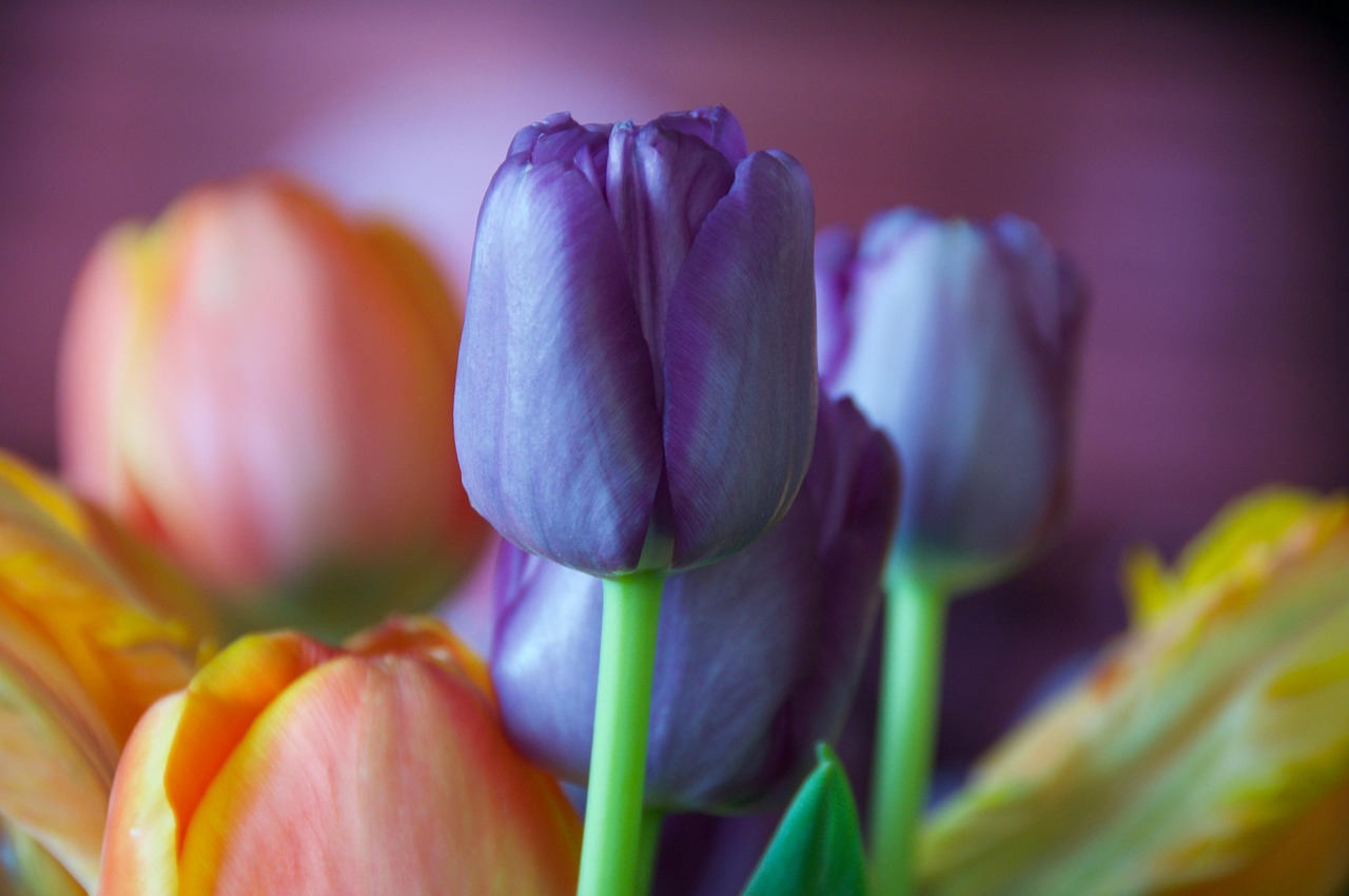 Flores Tulipanes Pétalos - Foto gratis en Pixabay - Pixabay