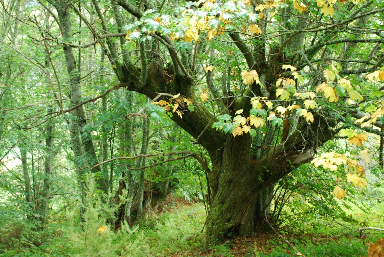 Naturaleza Árbol - Foto gratis en Pixabay - Pixabay Naturaleza Árbol - Foto gratis en Pixabay - Pixabay