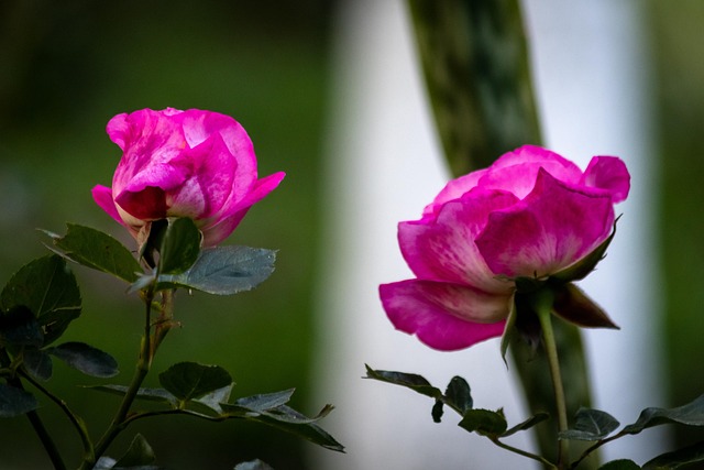 10+ kostenlose Rosas Racimo und Rosas-Bilder - Pixabay