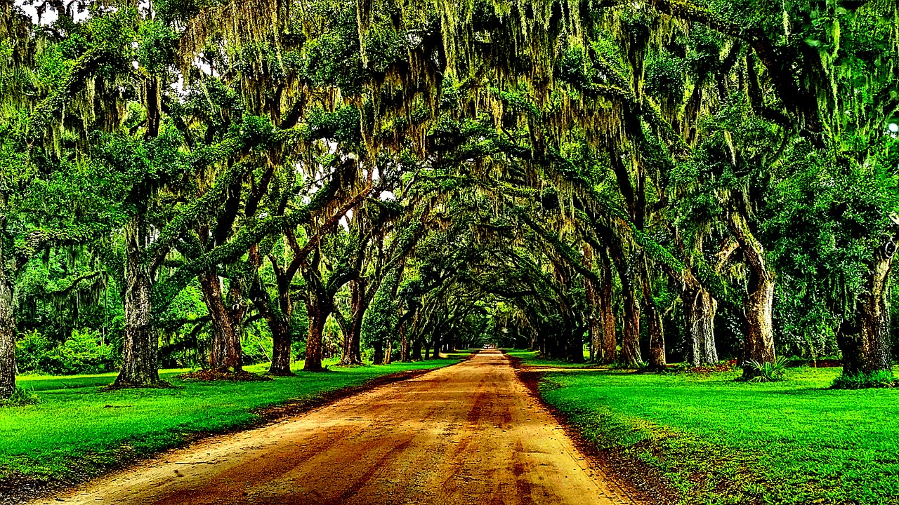 Canopy Of Trees - Free photo on Pixabay - Pixabay