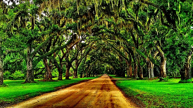 Canopy Of Trees - Free photo on Pixabay - Pixabay