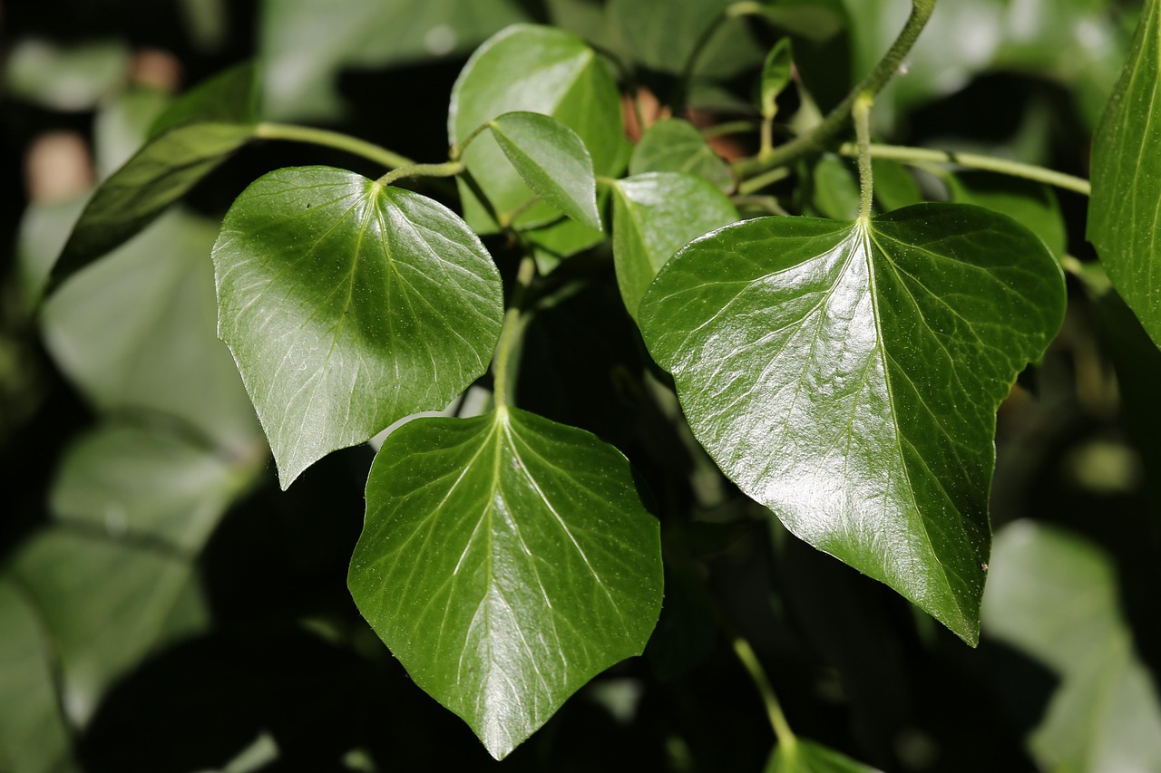 Feuilles Plantes Lierre - Photo gratuite sur Pixabay - Pixabay