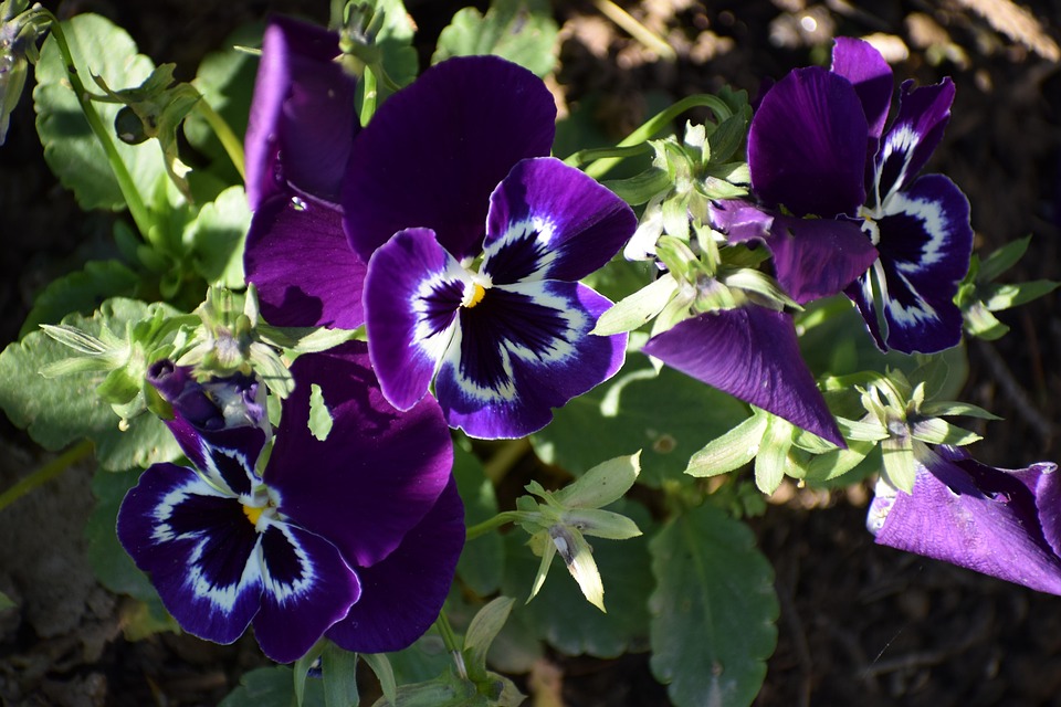 Pansy Violet Flowers Blooming - Free photo on Pixabay - Pixabay