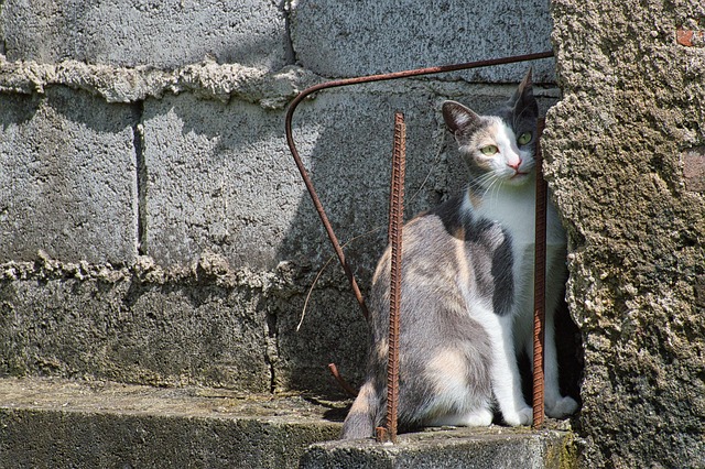 Costa Rica Gato Felino - Foto gratuita no Pixabay - Pixabay