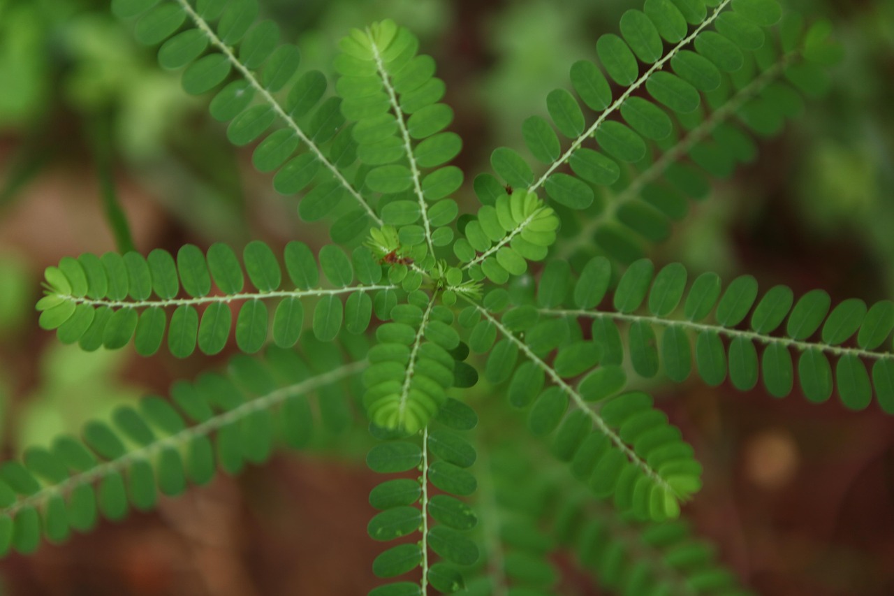 Flowers Leaves Plants - Free photo on Pixabay - Pixabay