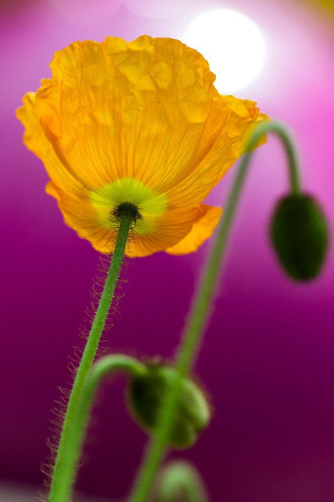 Opium Bunga Tanaman - Foto gratis di Pixabay - Pixabay