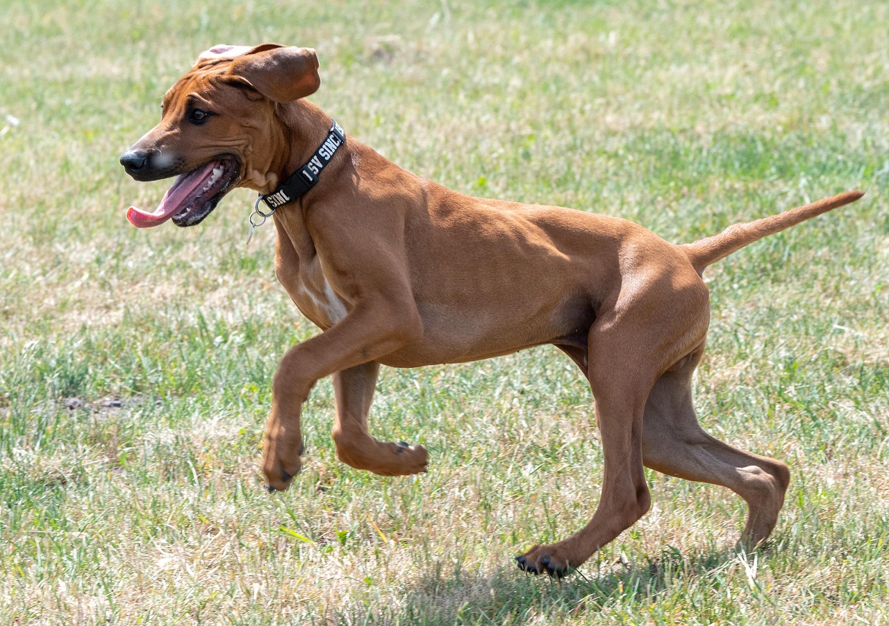 Cachorro Corrida Prado Bicho De - Foto gratuita no Pixabay - Pixabay