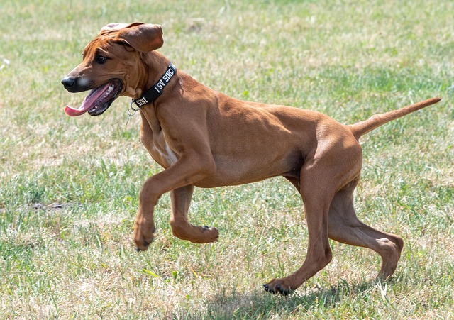Perro Corriendo Prado - Foto gratis en Pixabay - Pixabay
