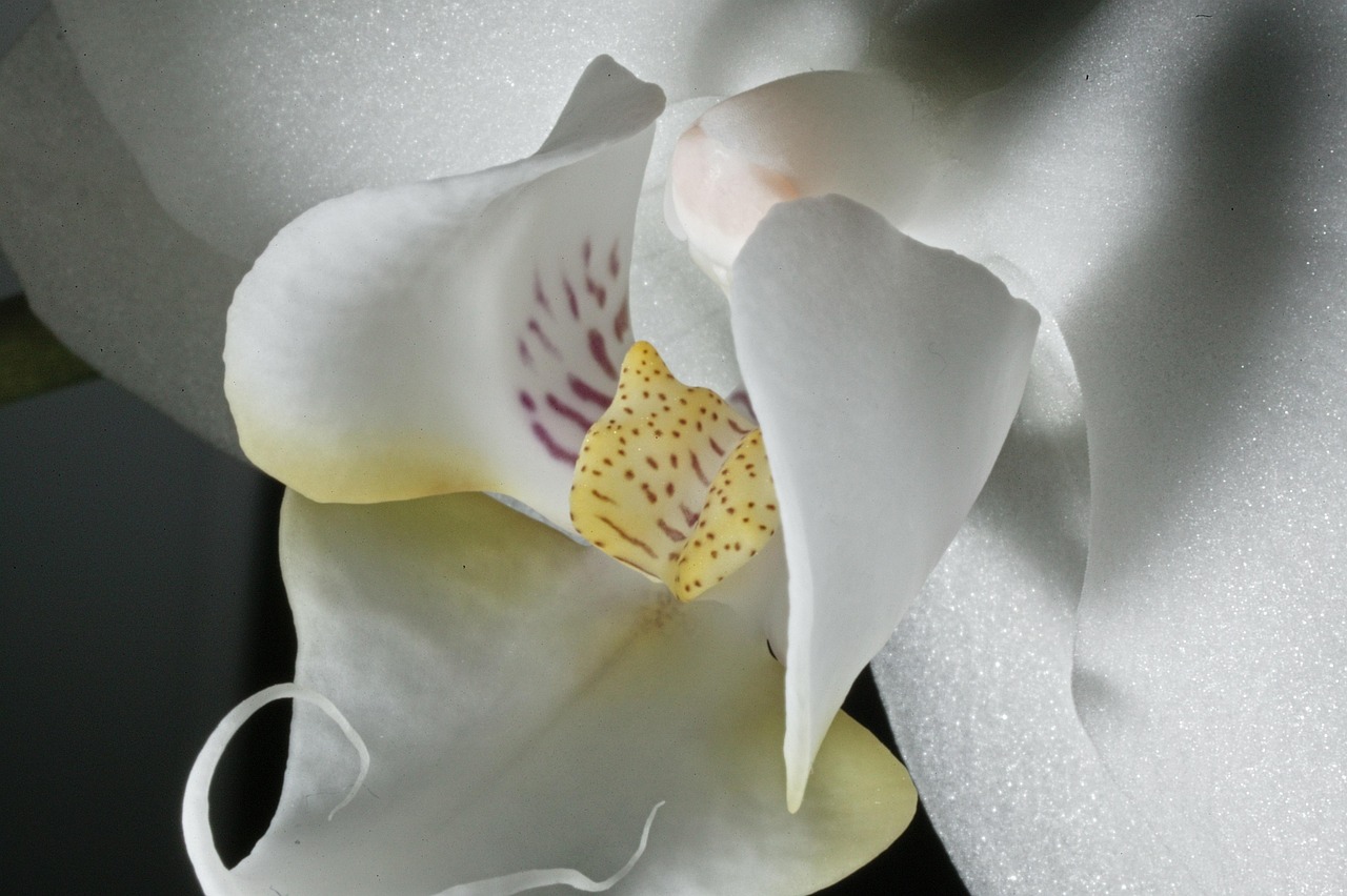 Flower Floret Plant - Free photo on Pixabay - Pixabay