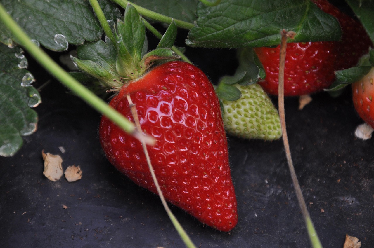 Fraises Basilicate Candonga Rouge - Photo gratuite sur Pixabay - Pixabay