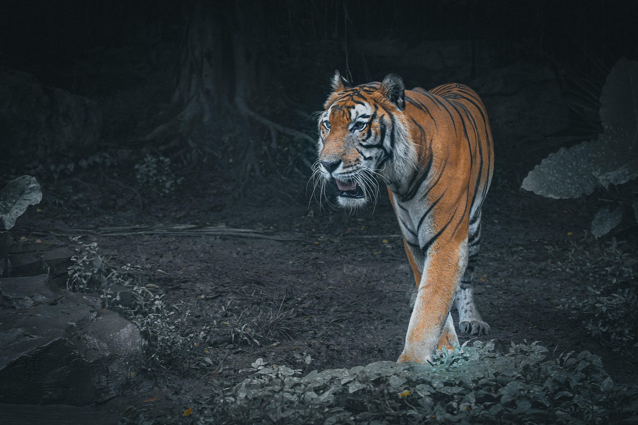 Wild Wildlife Wallpapers - Free photo on Pixabay - Pixabay