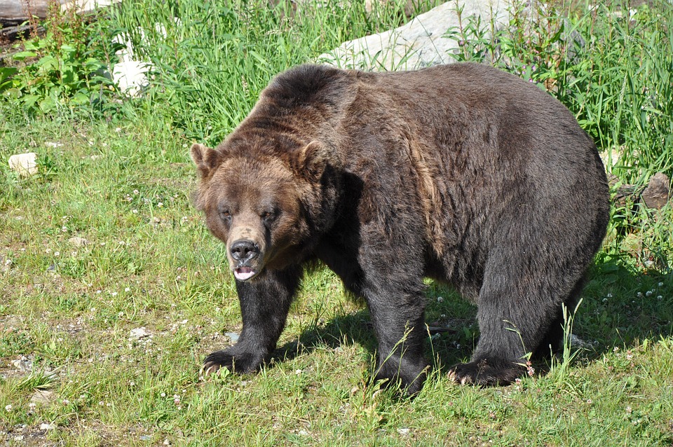 Brown Ours - Photo gratuite sur Pixabay - Pixabay