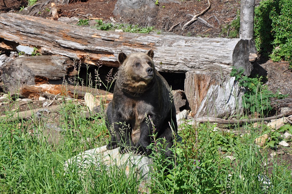 Brown Ours Vancouver - Photo gratuite sur Pixabay - Pixabay