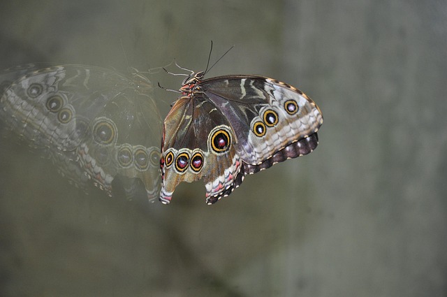 Mariposa Reflexión - Foto gratis en Pixabay - Pixabay