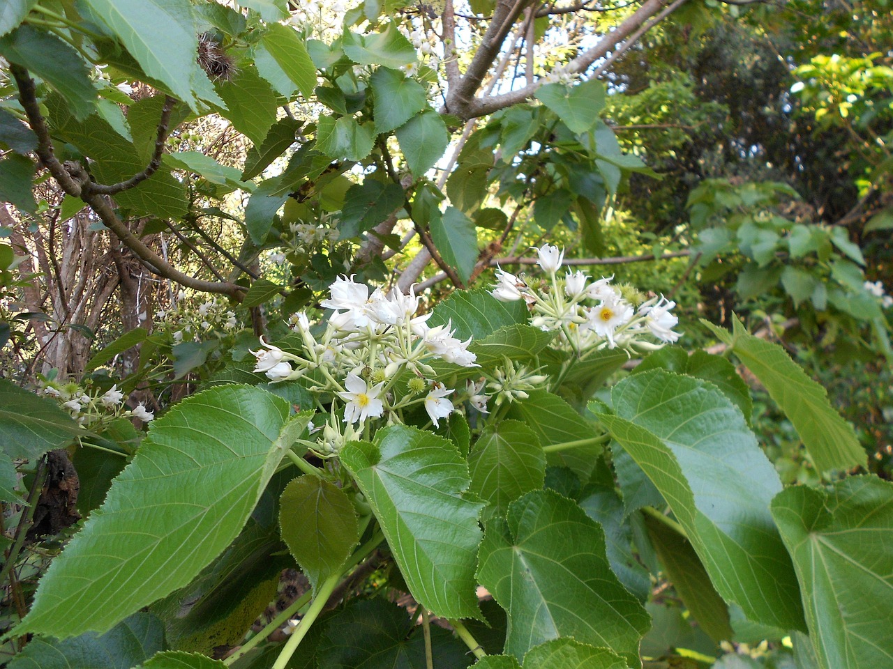 Whau Flower New - Free photo on Pixabay - Pixabay