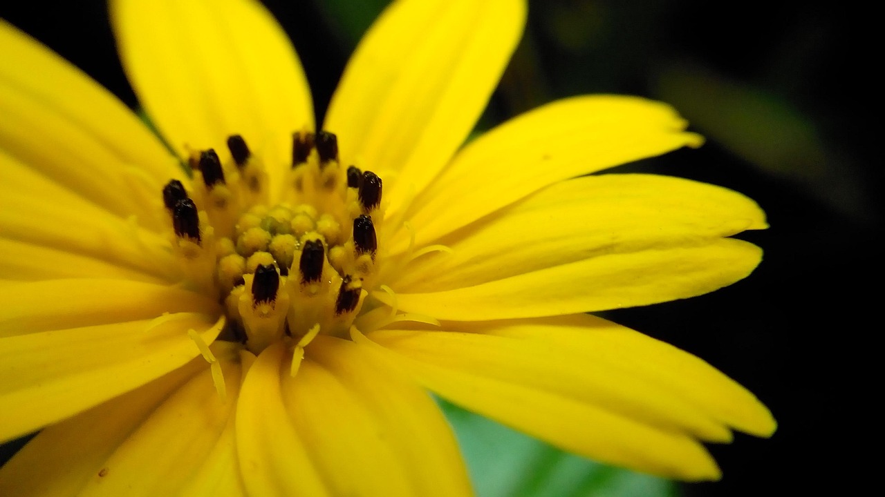 Fleur Jaune La Nature - Photo gratuite sur Pixabay - Pixabay