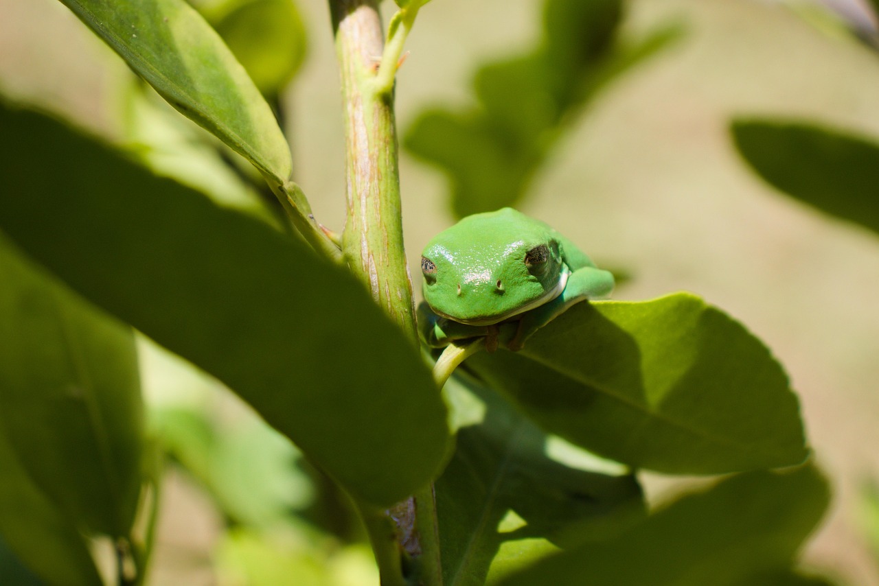 Frog Green Amphibians - Free photo on Pixabay - Pixabay