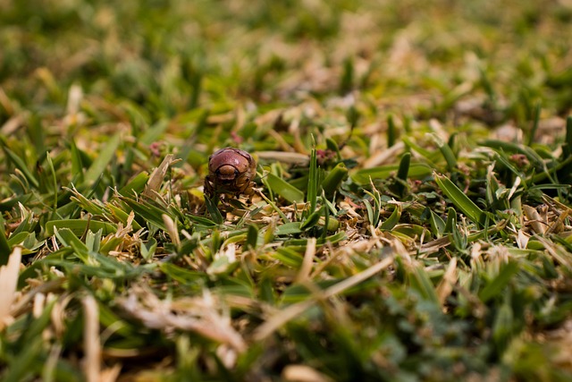 Insecte Beetle Moyote - Photo gratuite sur Pixabay - Pixabay