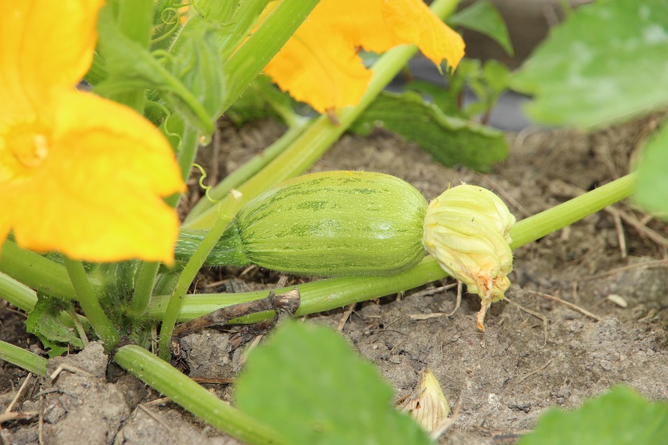 Zucchini Blühen Gemüse - Kostenloses Foto auf Pixabay