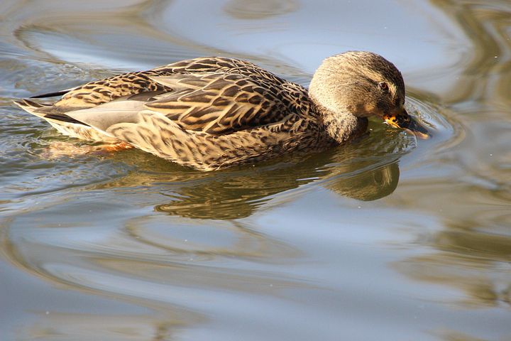 100+ Free Anatidae & Bird Photos - Pixabay