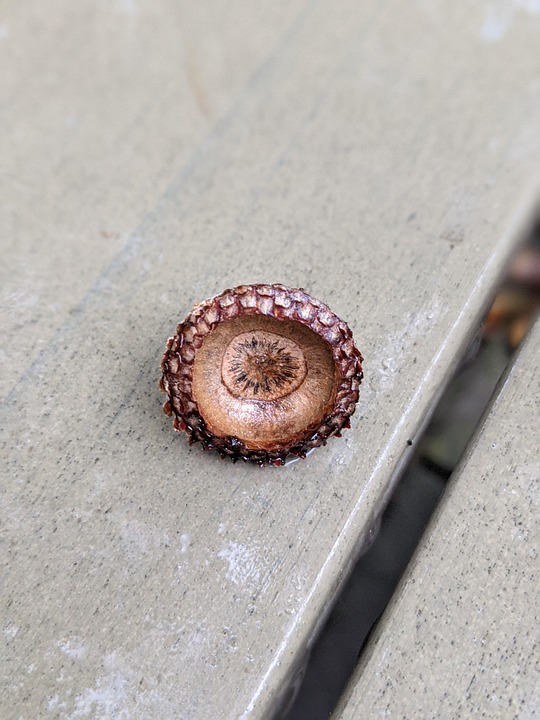 Acorn Fall Autumn - Free photo on Pixabay