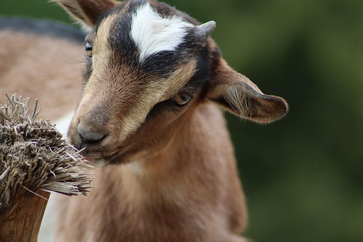 60+ Free Goat Eat & Goat Photos - Pixabay