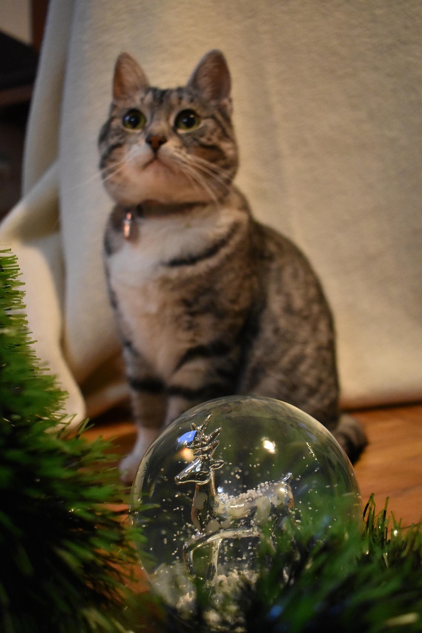 Christmas Cat December - Free photo on Pixabay