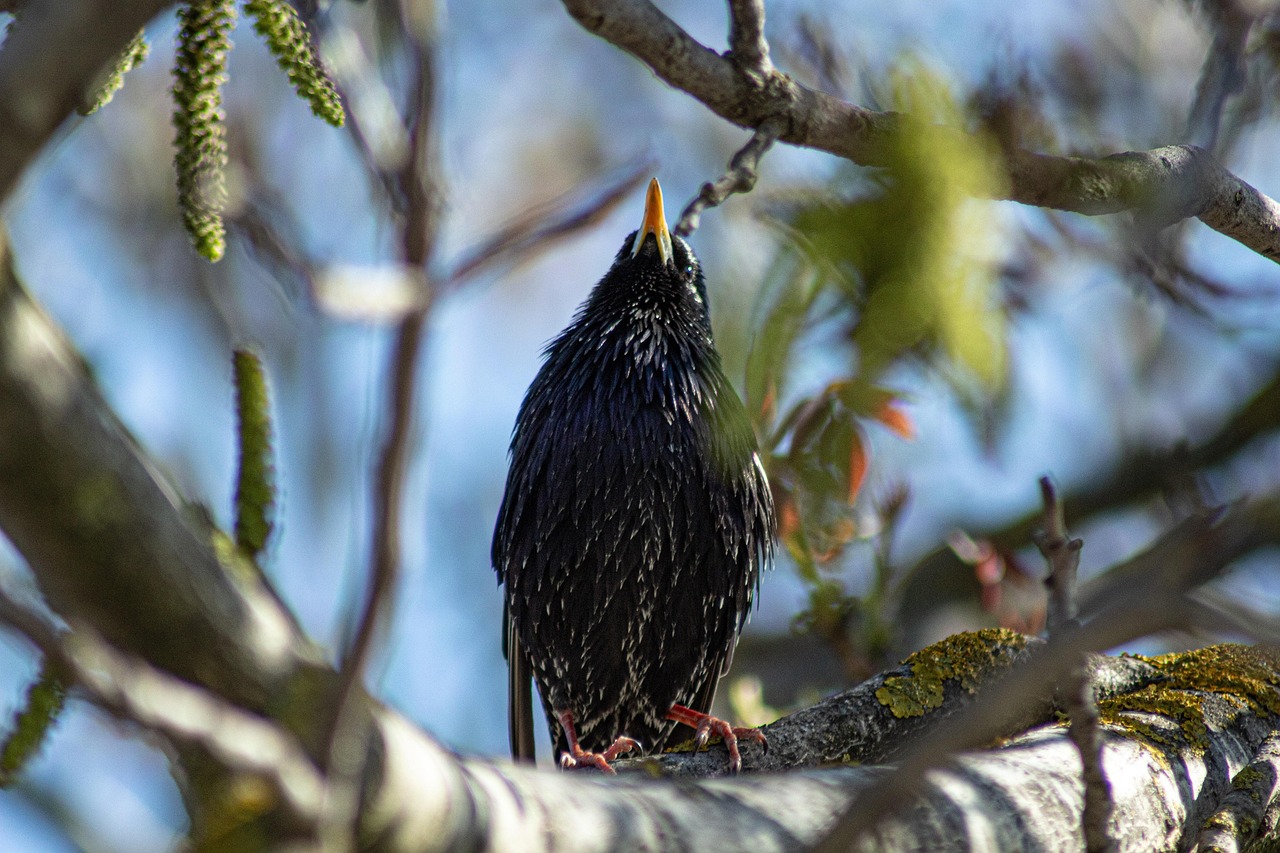 European Starlin Birdwatching - Free photo on Pixabay - Pixabay