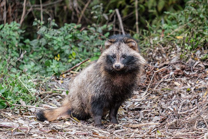 20+ Free Wasbeerhond & Raccoon Dog Images - Pixabay