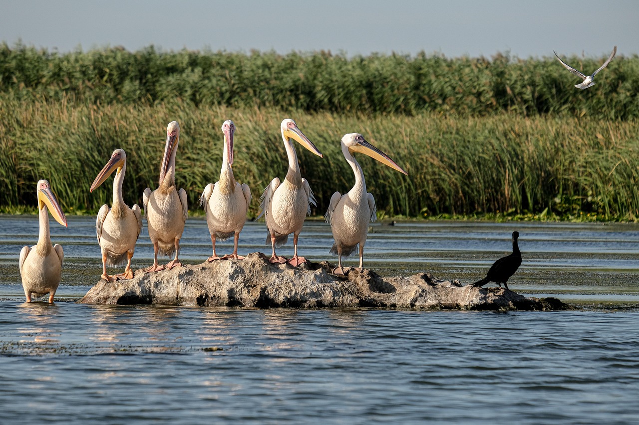 Mari Pelicani Albi Birdwatching - Fotografie gratuită pe Pixabay