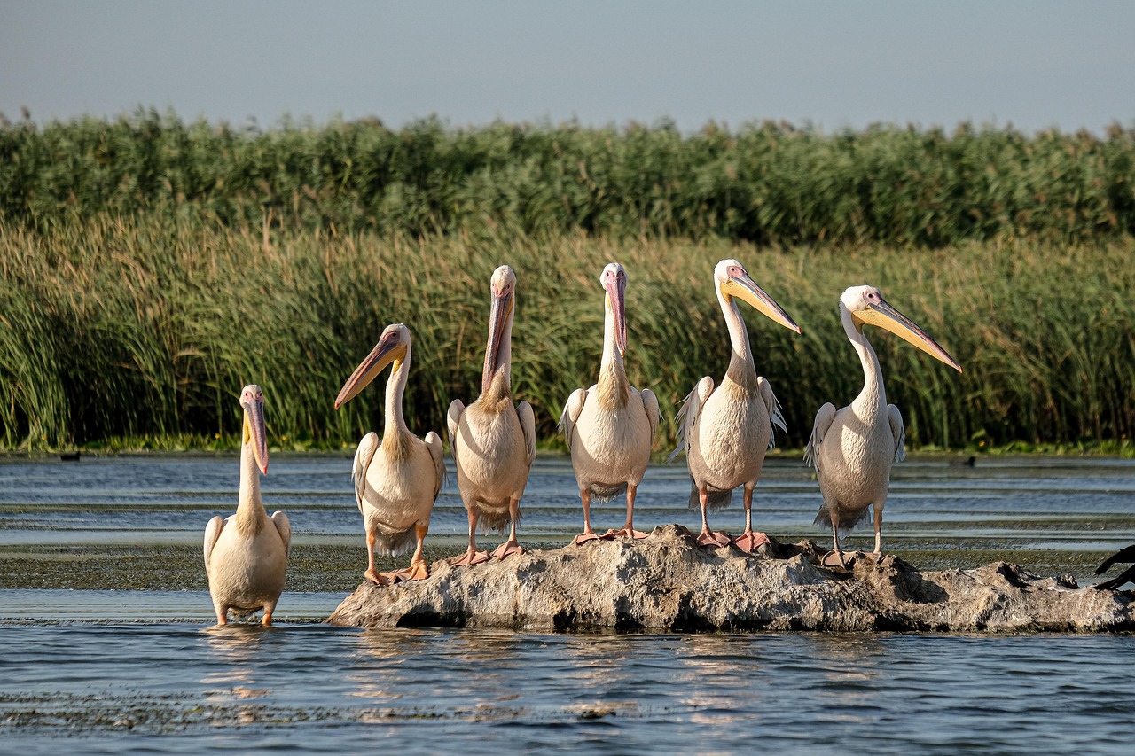 Great White Pelicans Birdwatching - Free photo on Pixabay - Pixabay