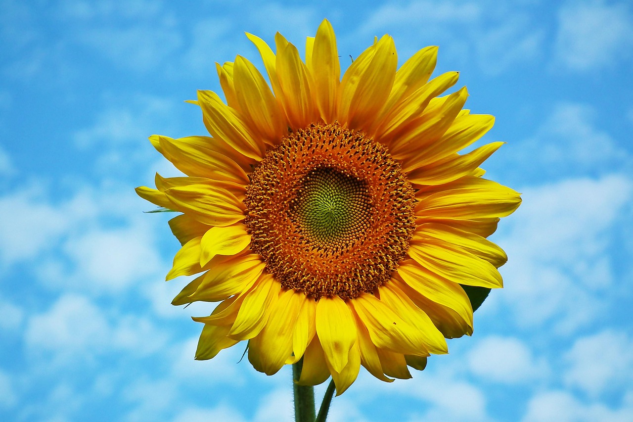 Bunga Matahari Kuning Musim - Foto gratis di Pixabay - Pixabay