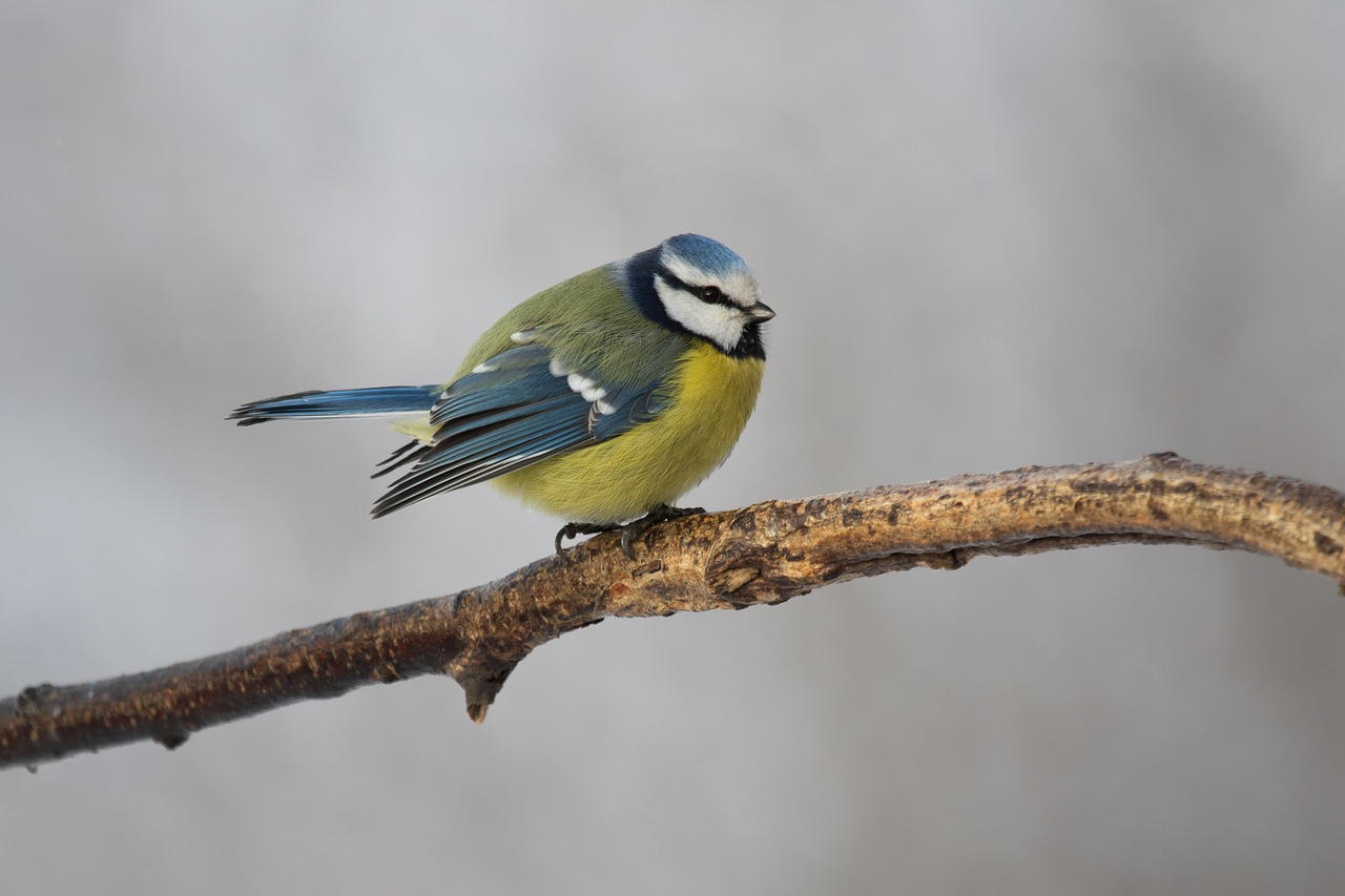 Blue Tit Bird Branch - Free photo on Pixabay - Pixabay