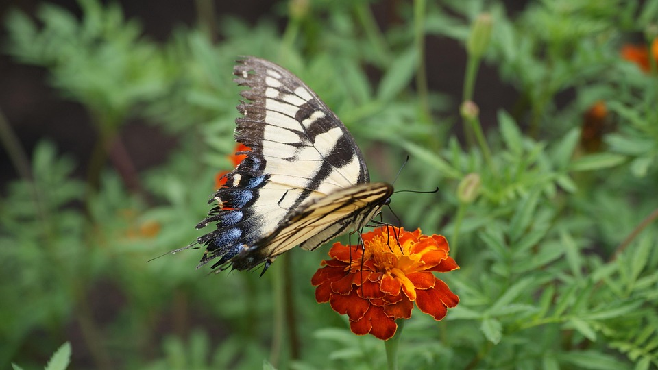 Butterfly Flower Pollination - Free photo on Pixabay