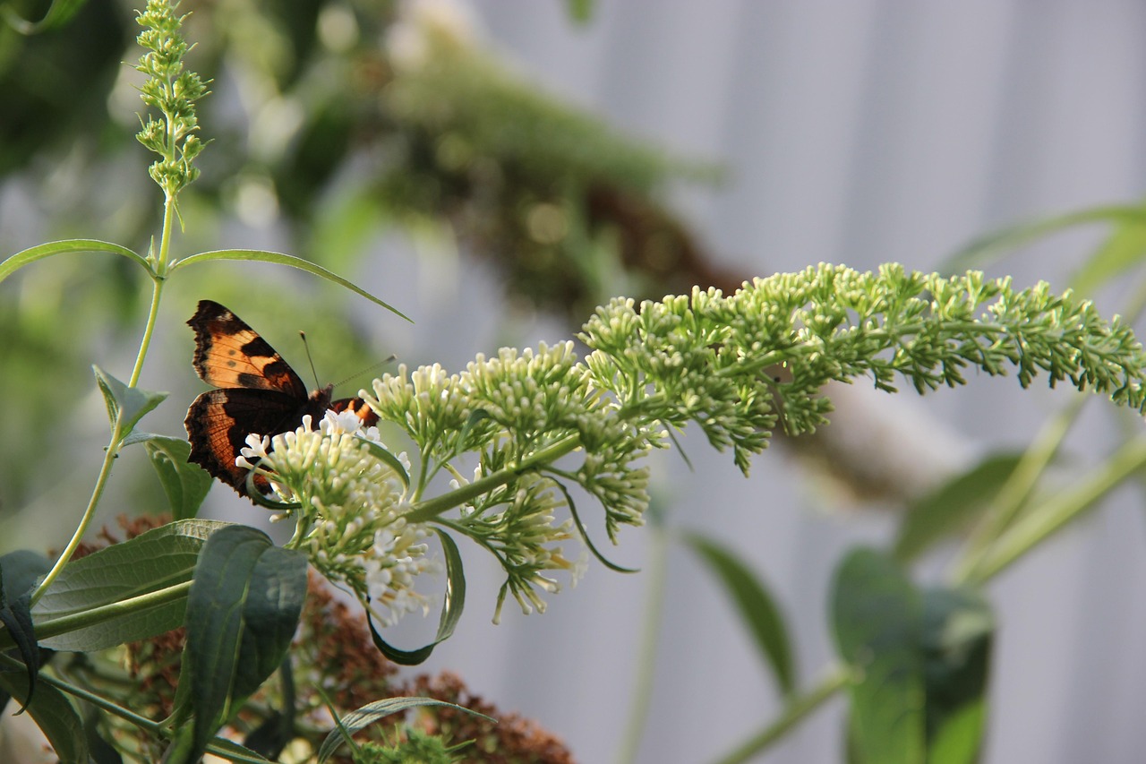 Butterfly Buddleia Close Up - Free photo on Pixabay - Pixabay