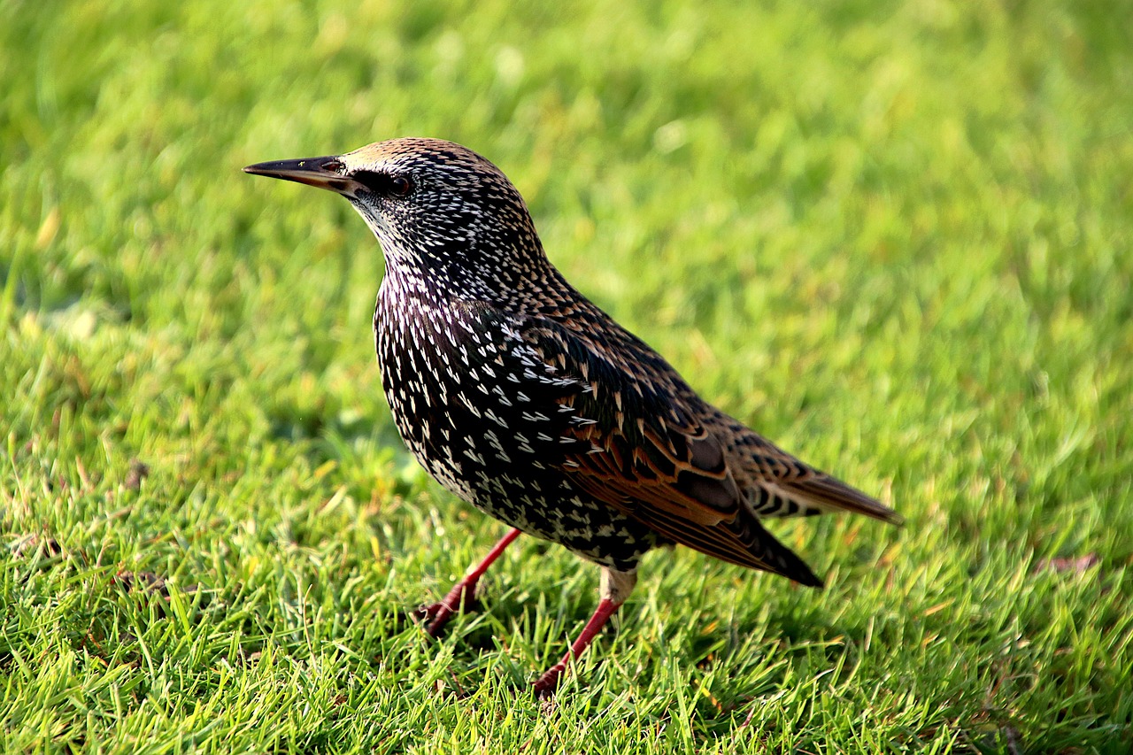 900+ kostenlose Vogel Star und Star-Bilder - Pixabay