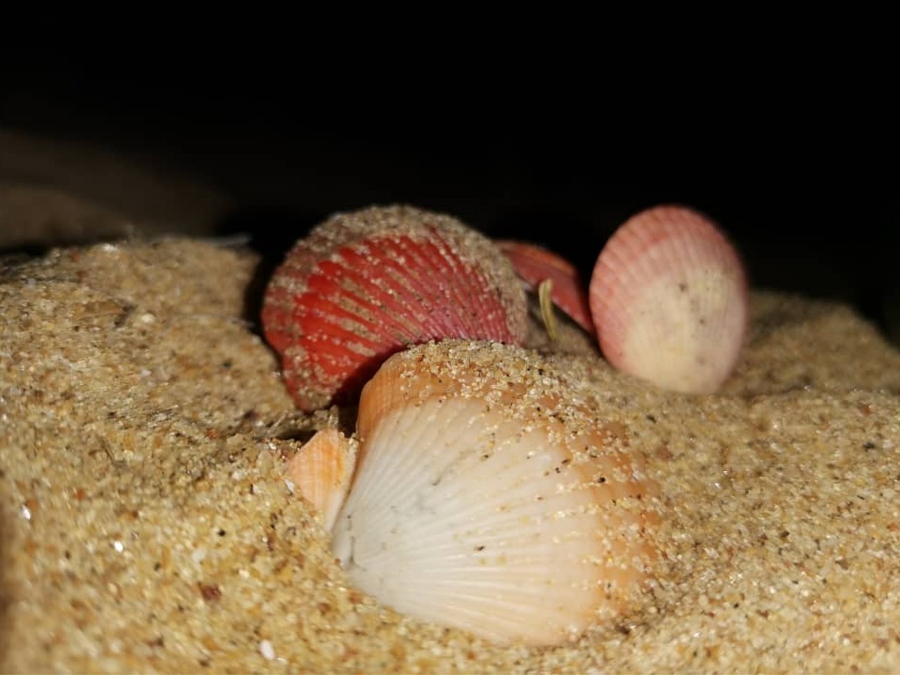 Coquillages De - Photo gratuite sur Pixabay