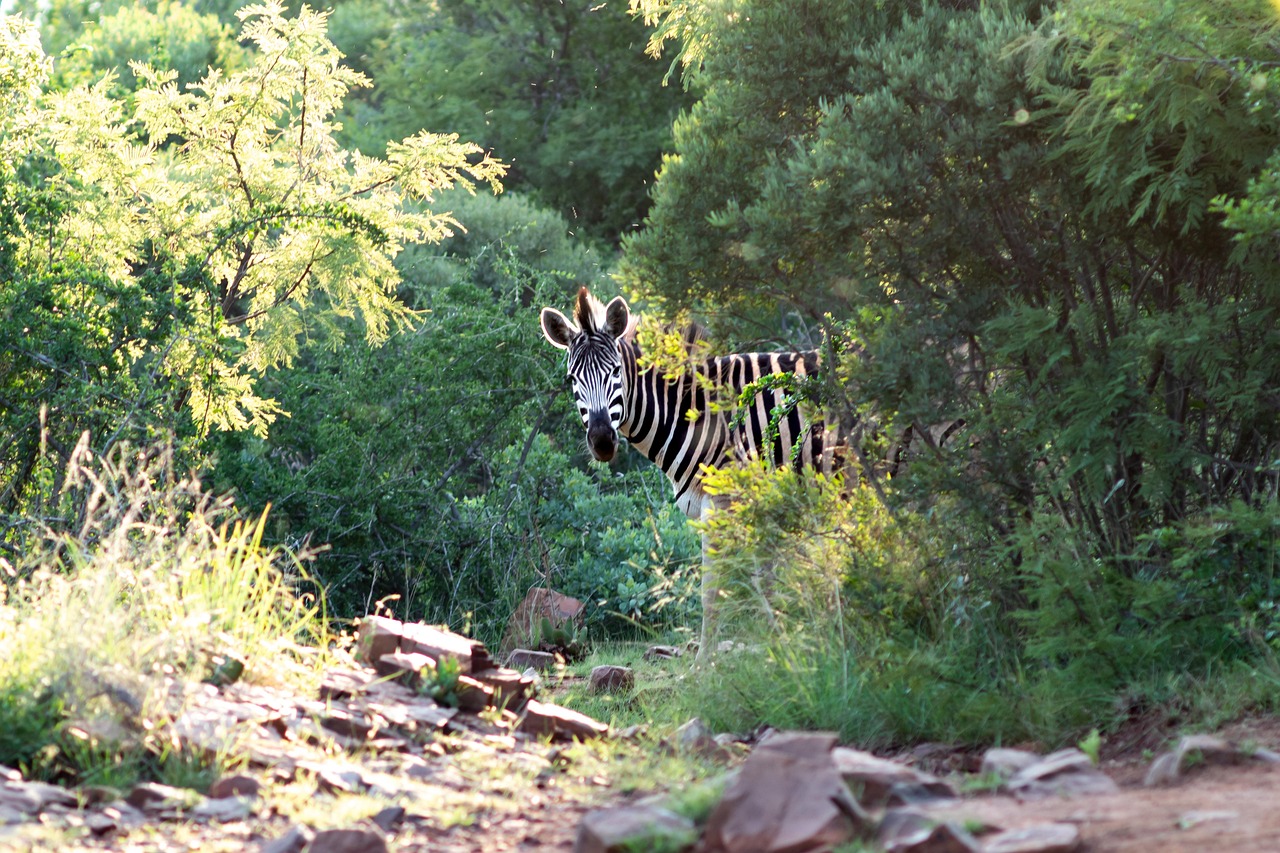 Zebra Animal Burchell Da - Foto gratuita no Pixabay