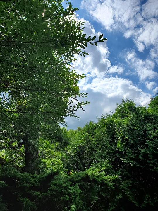 Gigante Bosque Árvores Densas - Foto gratuita no Pixabay - Pixabay