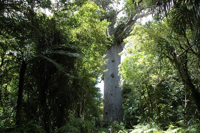 Tane Mahuta - Free photo on Pixabay - Pixabay