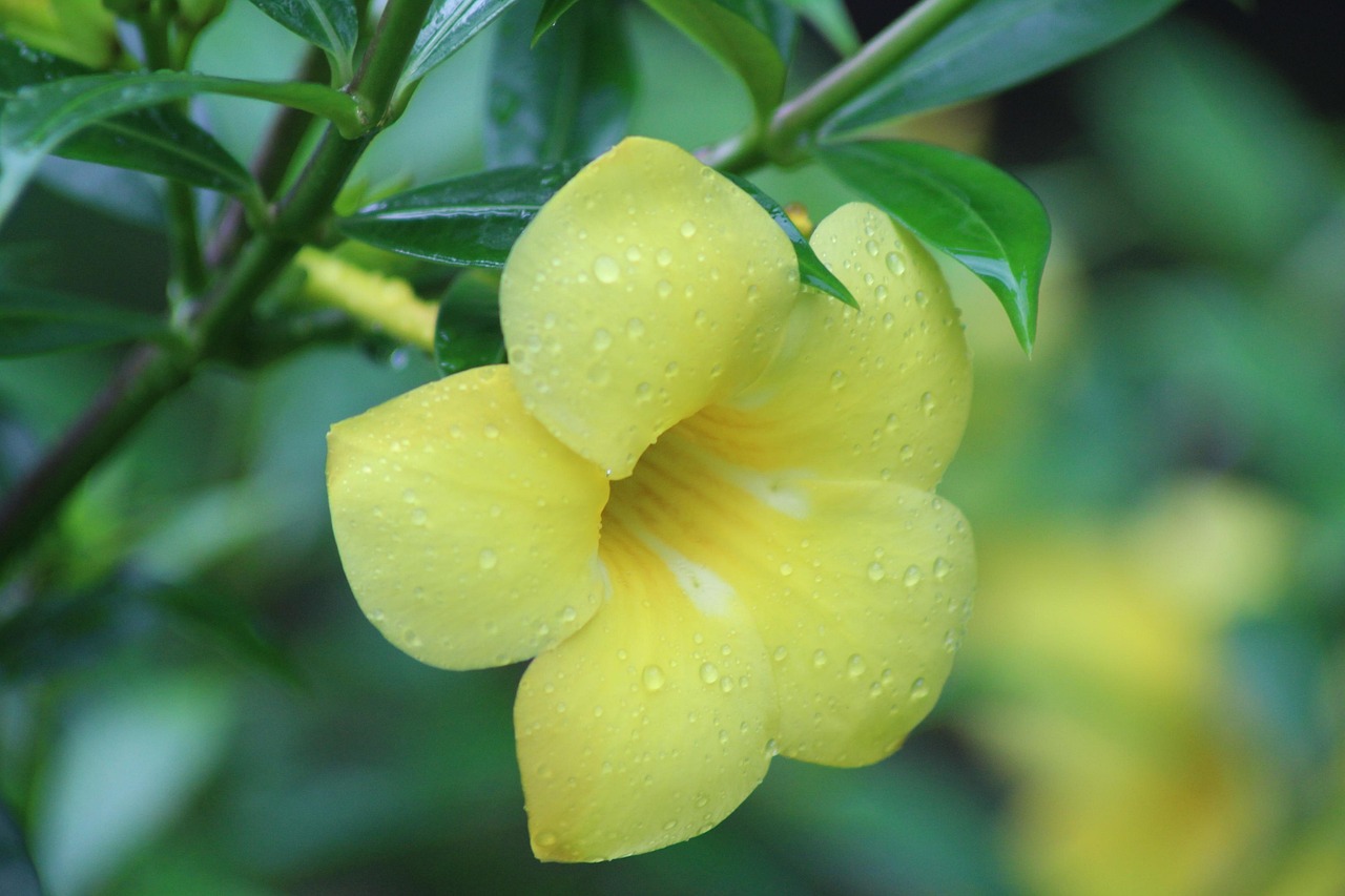 Flores Primavera Jardim - Foto gratuita no Pixabay - Pixabay