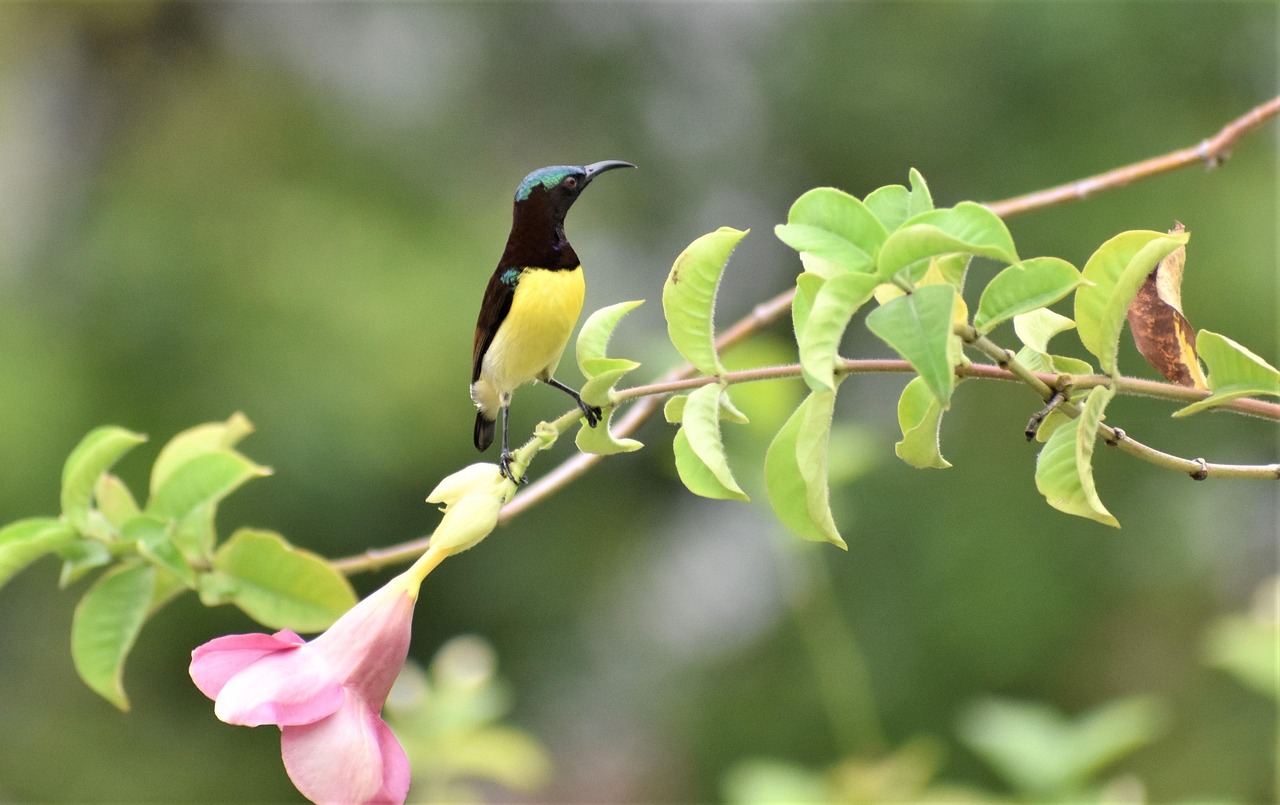 Bird Nature Animal - Free photo on Pixabay