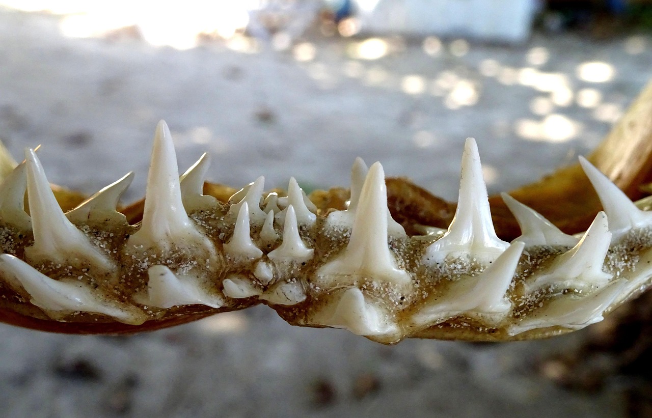 Basking Shark Teeth Basking Shark Teeth